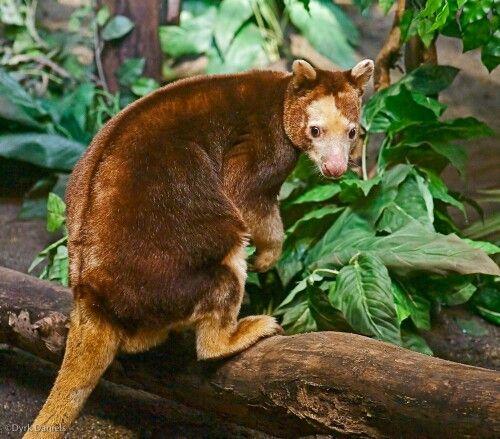 Arvore De Guine 10 Fatos Interessantes Sobre Papua Nova Guiné